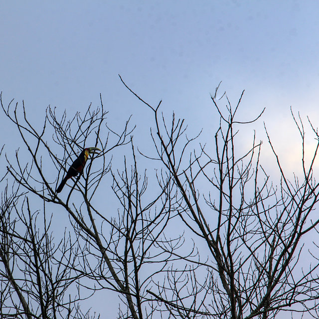Foto tucano-de-bico-verde (Ramphastos dicolorus) Por Leonardo Magro ...