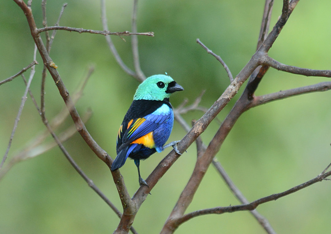 Foto saíra-pintor (Tangara fastuosa) Por Sérgio Leal | Wiki Aves - A Enciclopédia das Aves do Brasil