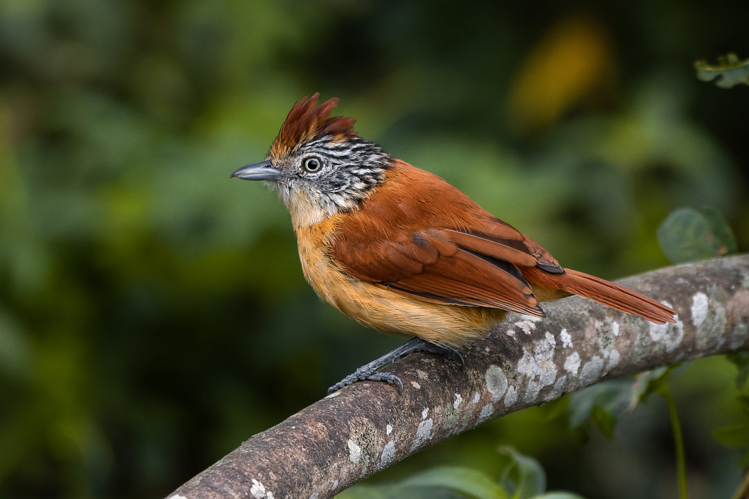 Foto choca-barrada (Thamnophilus doliatus) Por Ernani Knupfer | Wiki ...