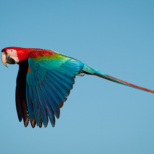 arara-vermelha (Ara chloropterus) | WikiAves - A Enciclopédia das Aves ...