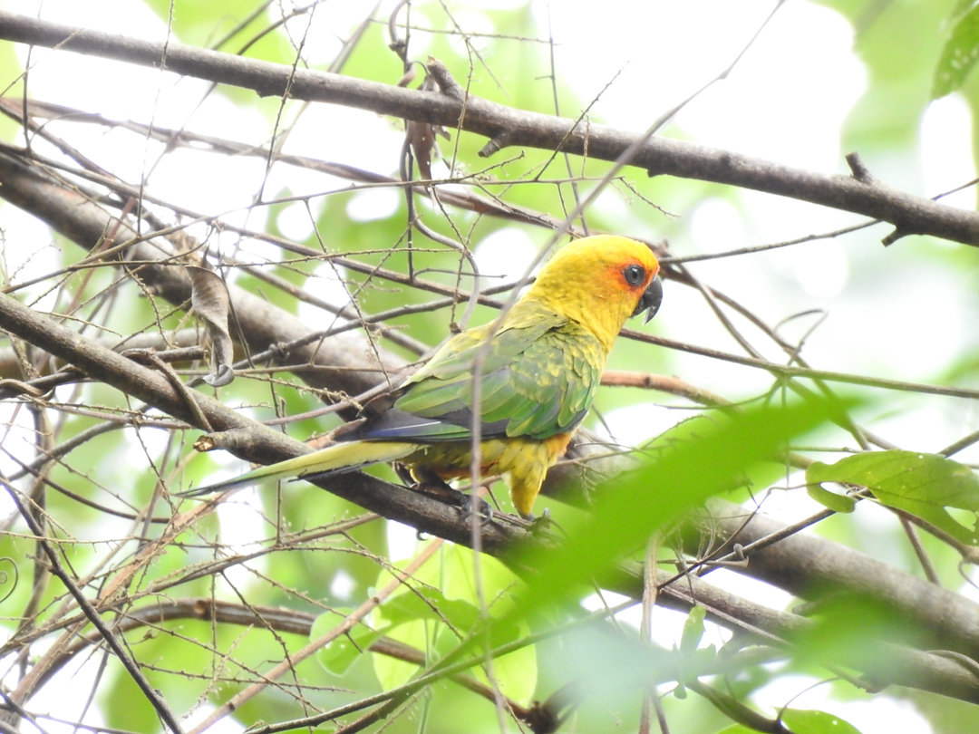 Foto cacaué (Aratinga maculata) Por Jhonatan Ponço | Wiki Aves - A ...