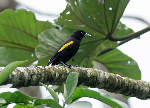 Foto tecelão (Cacicus chrysopterus) Por Frederico Swarofsky | Wiki Aves ...