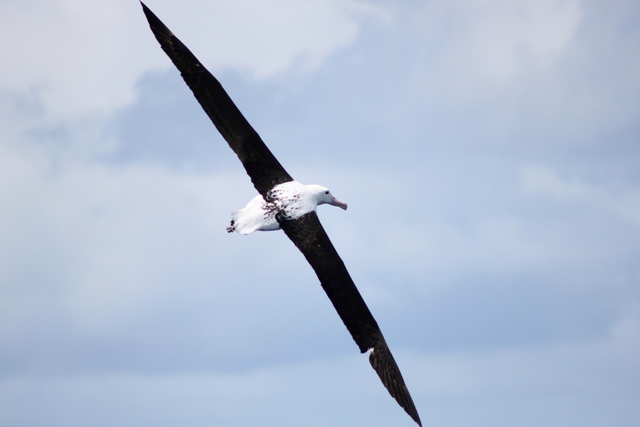 albatroz-real-do-norte (Diomedea sanfordi) | WikiAves - A Enciclopédia ...