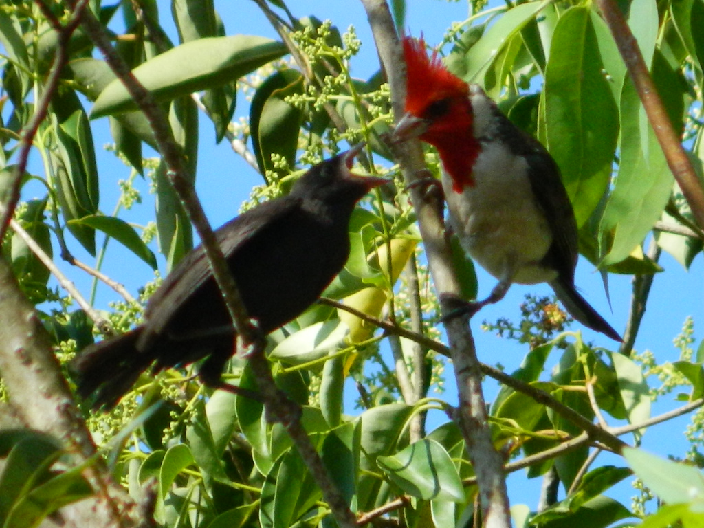 Foto chupim (Molothrus bonariensis) Por Nícolas Figueiredo | Wiki Aves ...