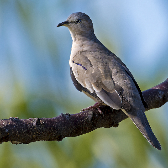 rolinha-picui (Columbina picui) | WikiAves - A Enciclopédia das Aves do ...