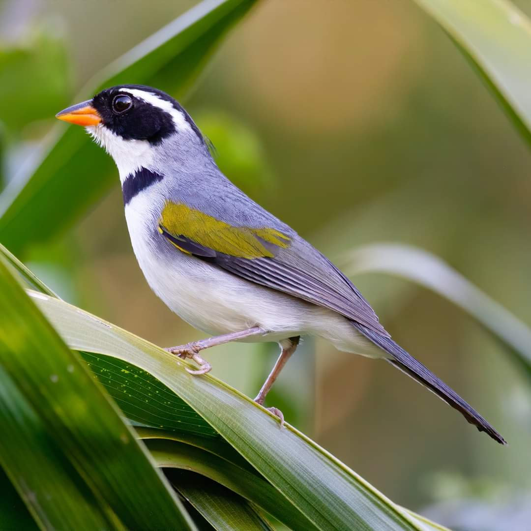 Foto tico-tico-de-costas-cinza (Arremon polionotus) Por Renato Costa ...