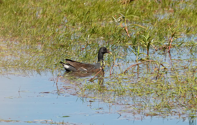 Foto galinha-d'água (Gallinula galeata) Por Christopher Borges | Wiki ...