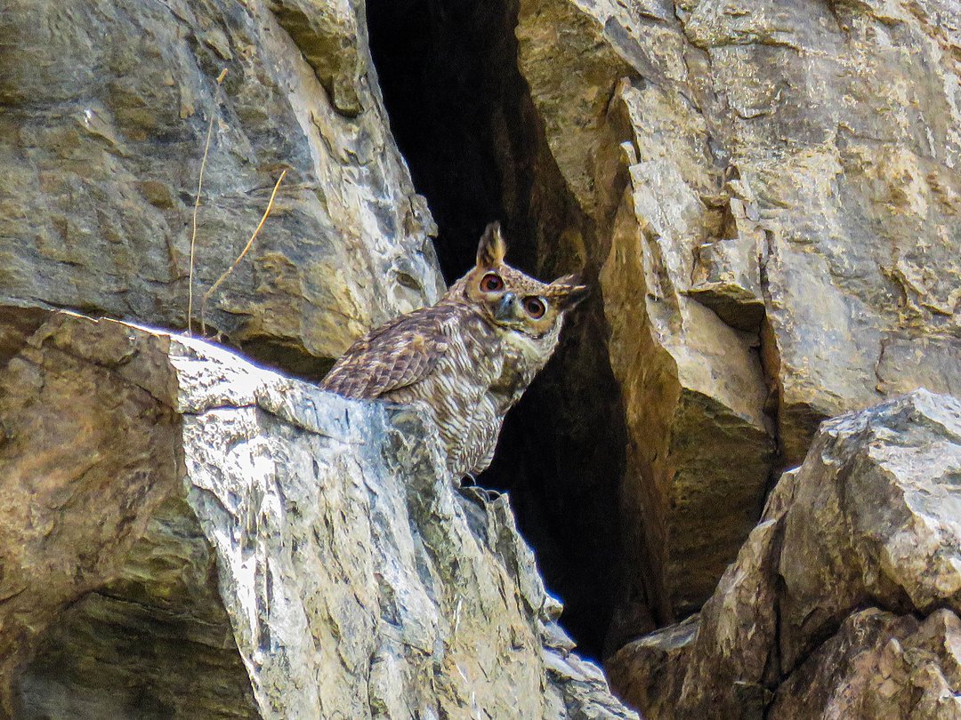 Foto jacurutu (Bubo virginianus) Por Adriano P. Souza | Wiki Aves - A ...