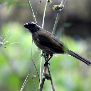 bico-grosso (Saltator maxillosus) | WikiAves - A Enciclopédia das Aves ...