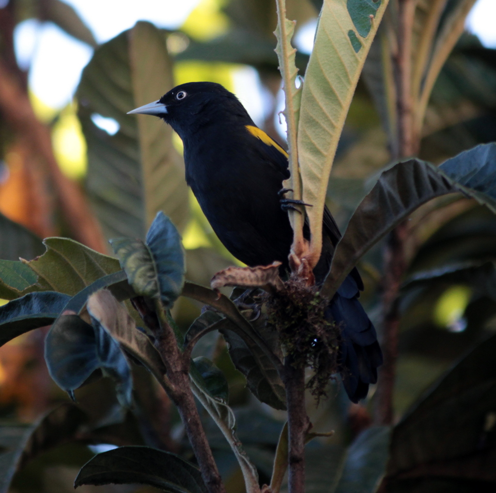 Foto tecelão (Cacicus chrysopterus) Por Marcia Carvalho | Wiki Aves - A ...