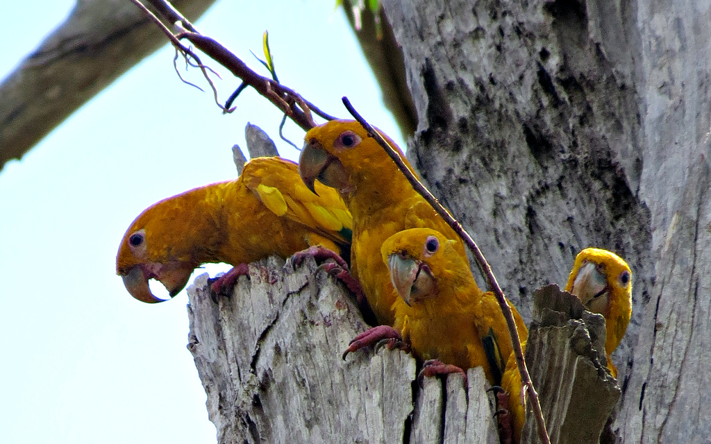 Foto ararajuba (Guaruba guarouba) Por Victor Castro | Wiki Aves - A ...