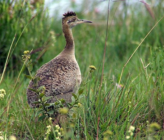 Foto perdiz (Rhynchotus rufescens) Por Fabio Duarte | Wiki Aves - A ...