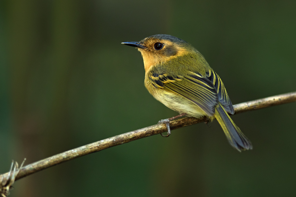 Foto tororó (Poecilotriccus plumbeiceps) Por Frodoaldo Budke | Wiki ...