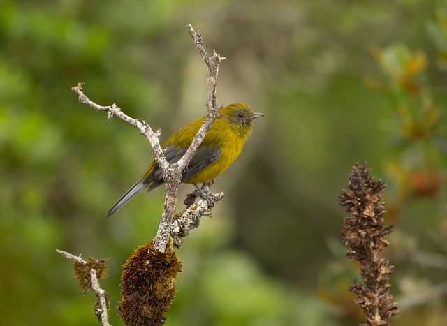 Foto saudade-de-asa-cinza (Lipaugus conditus) Por Bruno Salaroli | Wiki ...