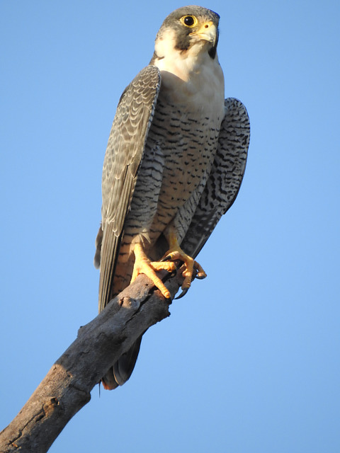 Foto falcão-peregrino (Falco peregrinus) Por Wabner F. Picancio | Wiki ...