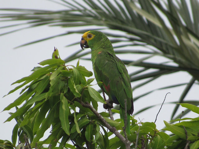 Foto papagaio-campeiro (Amazona ochrocephala) Por Isabel Brito | Wiki ...