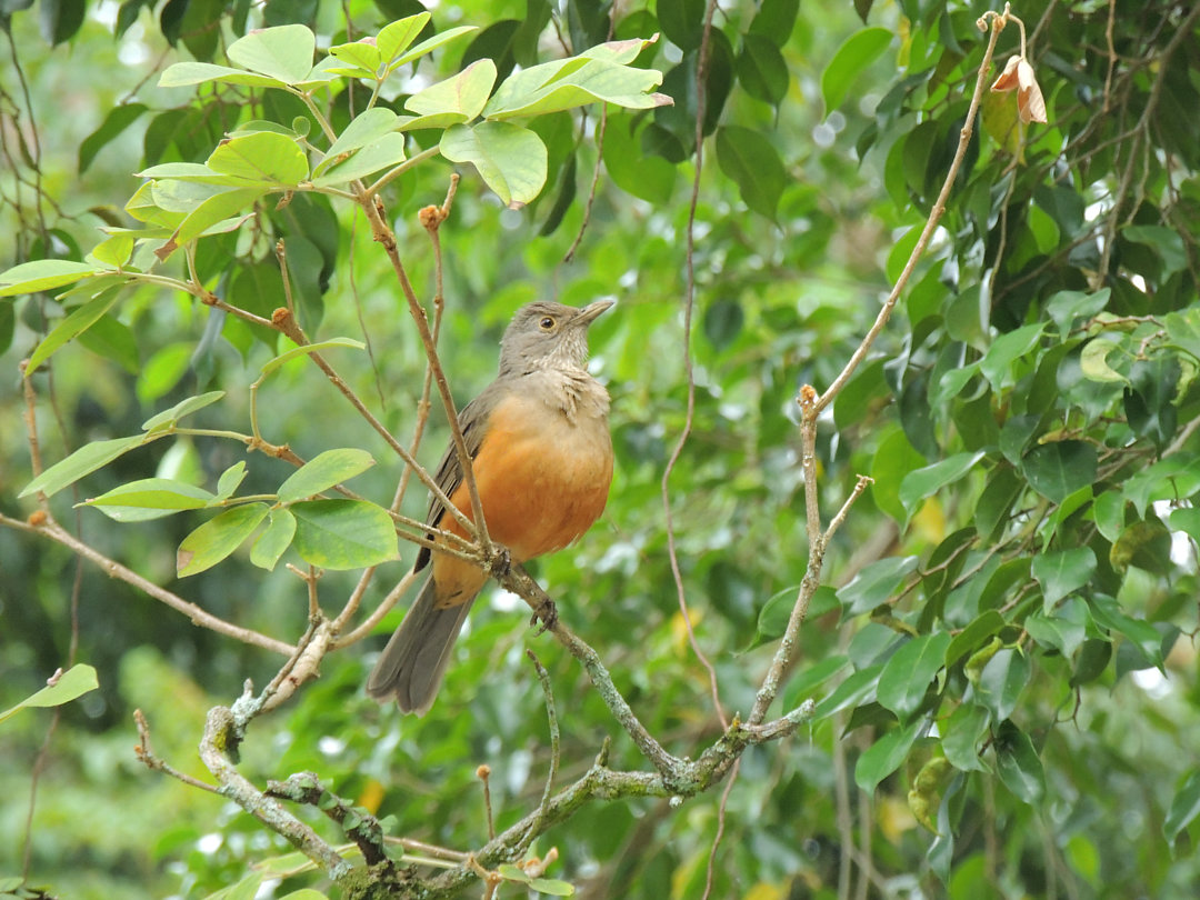 Foto sabiá-laranjeira (Turdus rufiventris) Por Luan Mota | Wiki Aves ...