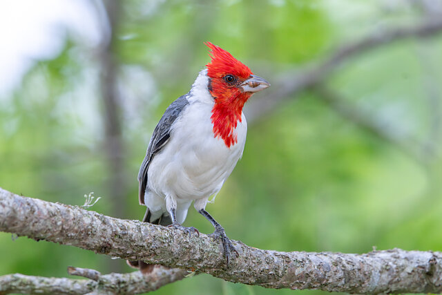 Foto cardeal (Paroaria coronata) Por Adiel Sousa | Wiki Aves - A ...