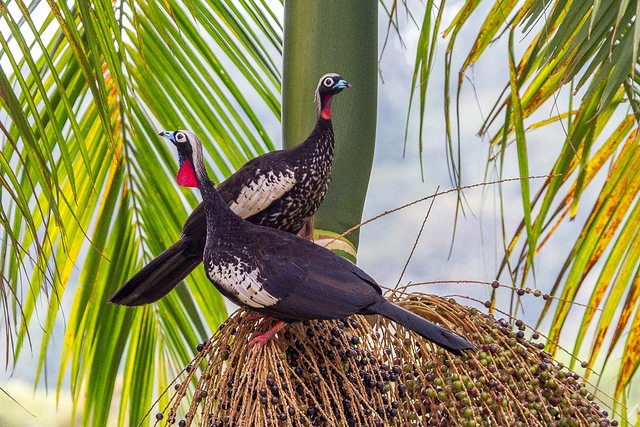 Foto jacutinga (Aburria jacutinga) Por Demis Bucci | Wiki Aves - A ...