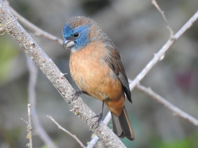 azulinho (Cyanoloxia glaucocaerulea) | WikiAves - A Enciclopédia das ...