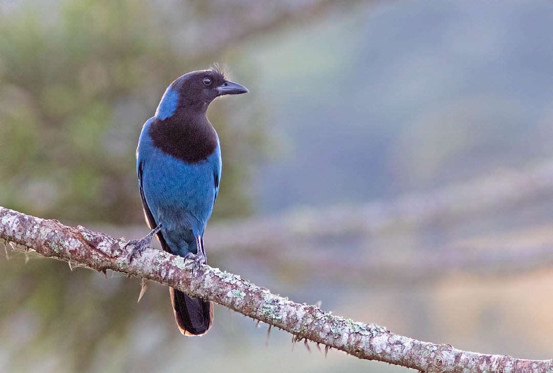 Foto gralha-azul (Cyanocorax caeruleus) Por Fábio Giordano | Wiki Aves ...