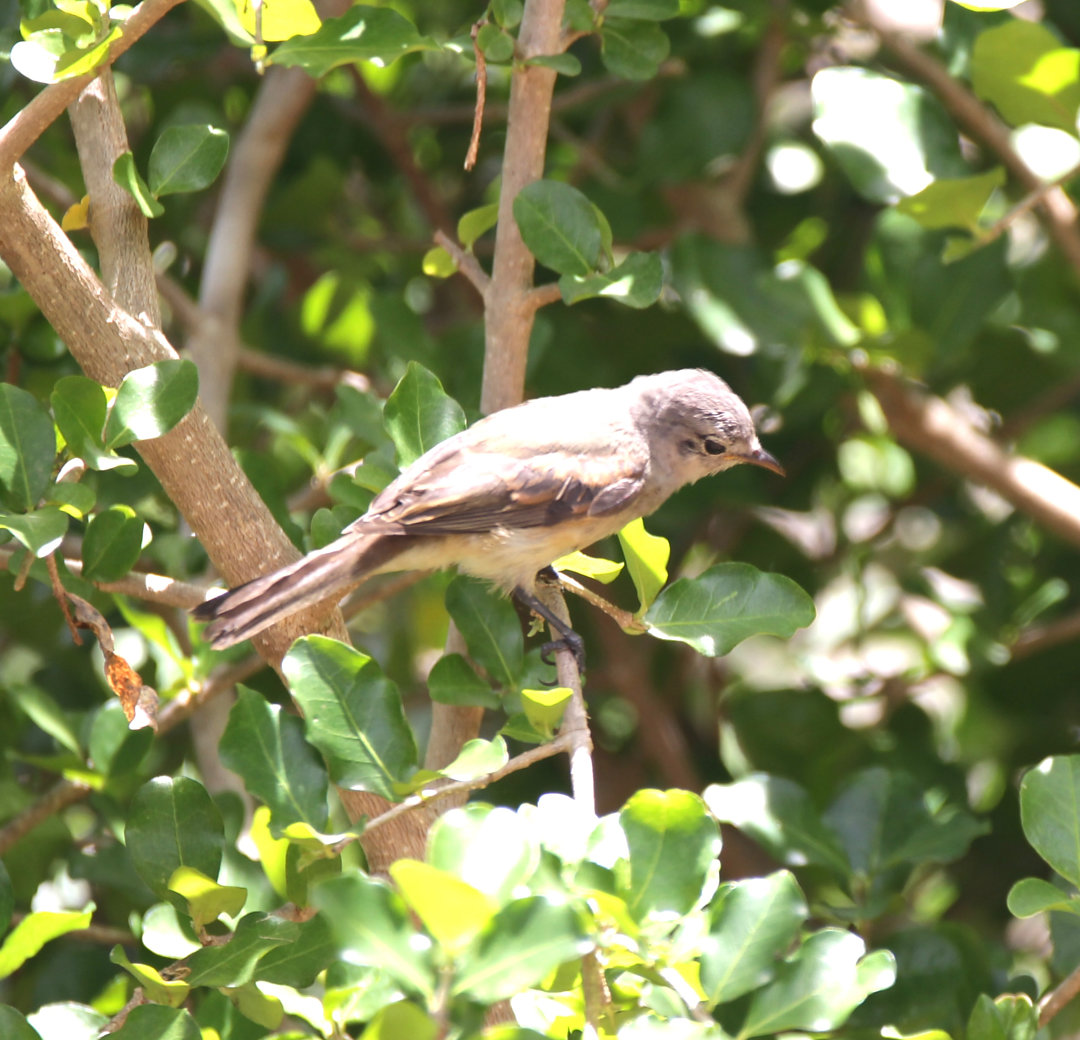 Foto risadinha (Camptostoma obsoletum) Por Bilizinho Alher | Wiki Aves ...