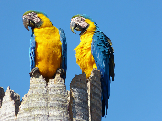 Foto arara-canindé (Ara ararauna) Por Fábio Rocha Pina | Wiki Aves - A ...