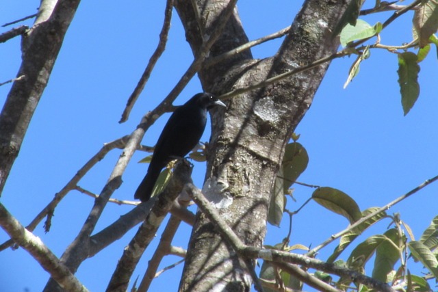 Foto chupim (Molothrus bonariensis) Por Rogerio Truglio | Wiki Aves - A ...