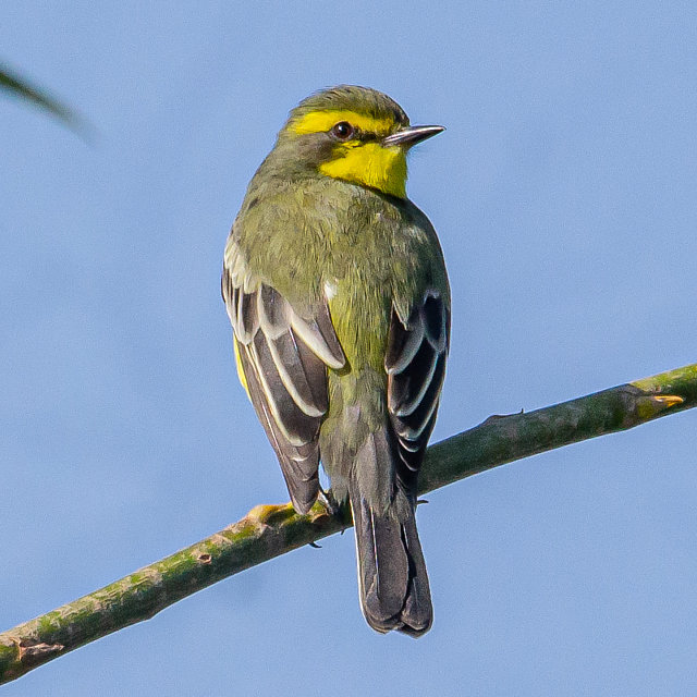 Foto suiriri-pequeno (Satrapa icterophrys) Por Lucas Gusso | Wiki Aves ...