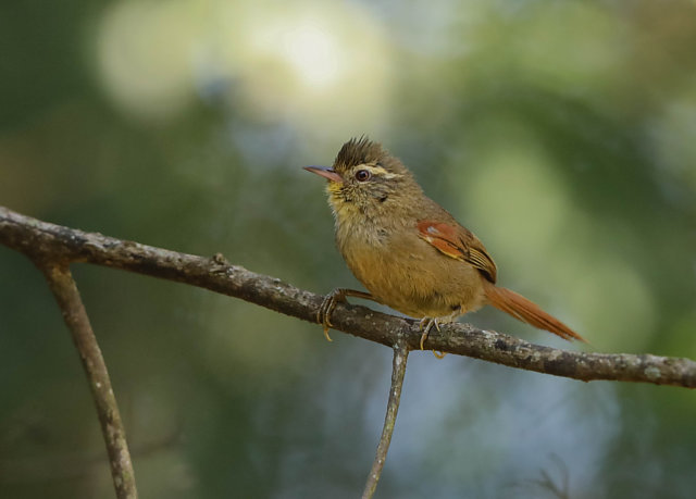 Foto arredio-oliváceo (Cranioleuca obsoleta) Por Claudio Furini | Wiki ...