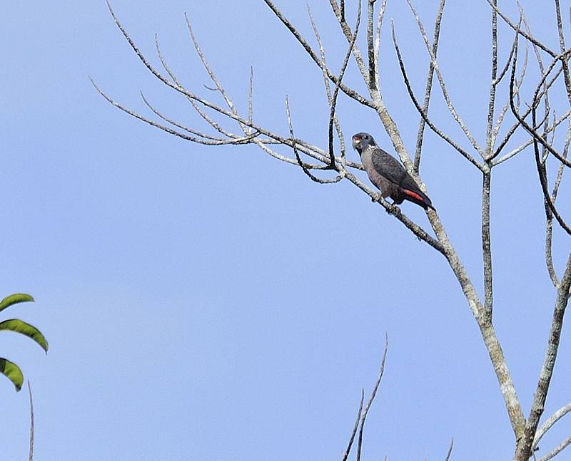 Foto maitaca-roxa (Pionus fuscus) Por Anselmo d`Affonseca | Wiki Aves ...