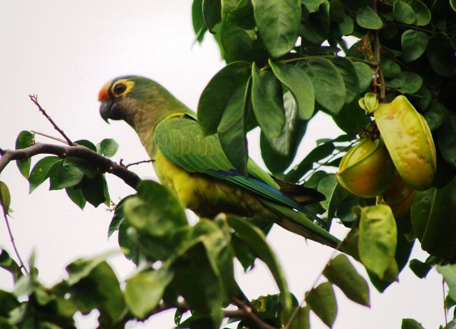 Foto periquito-rei (Eupsittula aurea) Por Dina Lúcia Lucas Bessa | Wiki ...
