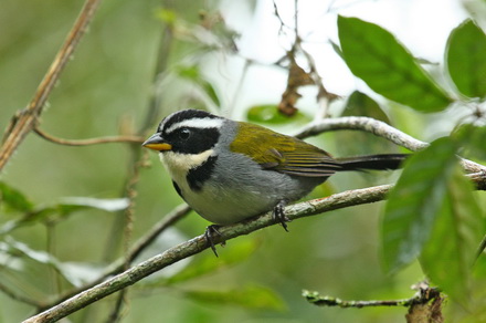 Foto tico-tico-do-mato (Arremon semitorquatus) Por Ana Gadini | Wiki ...