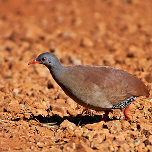 inhambu-chororó (Crypturellus parvirostris) | WikiAves - A Enciclopédia ...