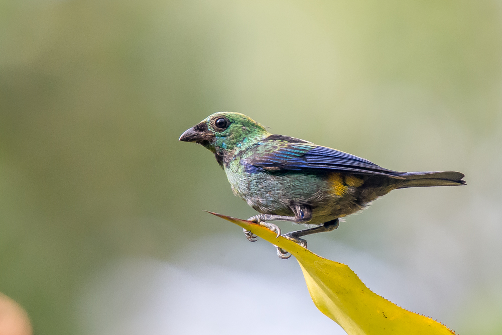 Foto saíra-pintor (Tangara fastuosa) Por Celso B Almeida | Wiki Aves ...