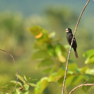 bicudo (Sporophila maximiliani) | WikiAves - A Enciclopédia das Aves do ...