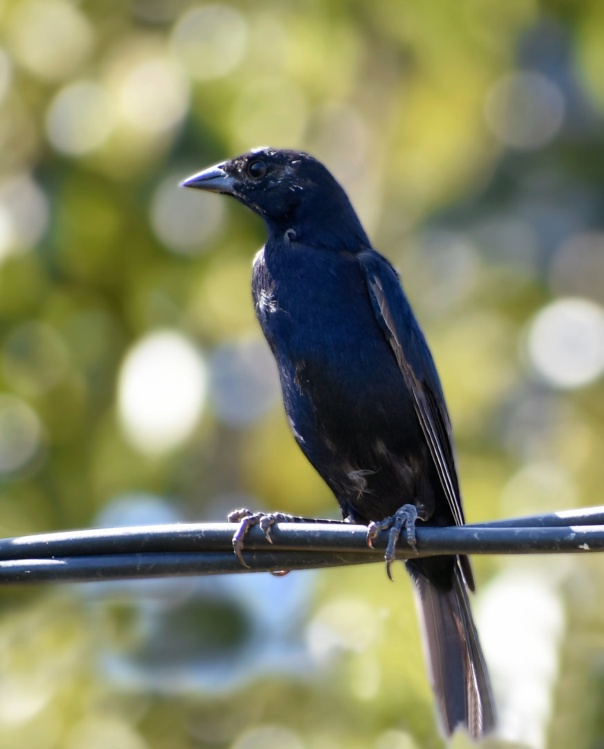 Foto chupim (Molothrus bonariensis) Por Maria Binder | Wiki Aves - A ...