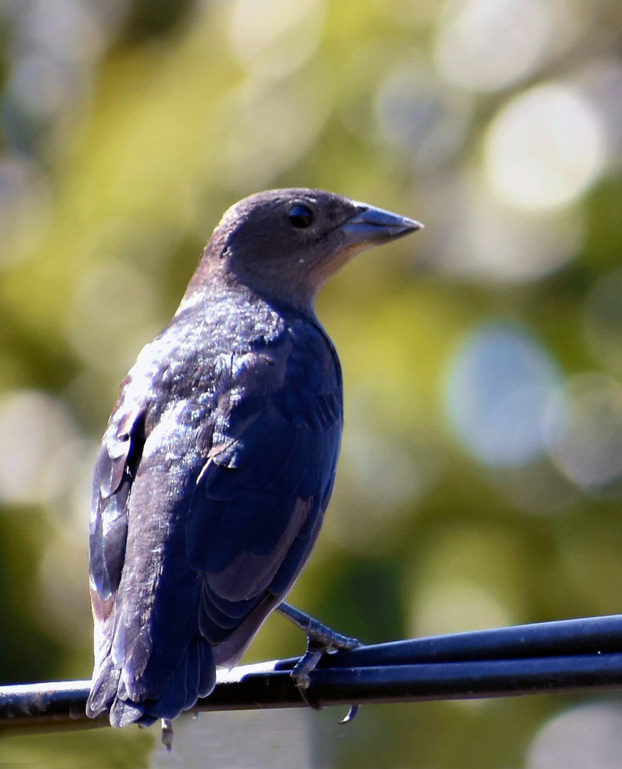 Foto chupim (Molothrus bonariensis) Por Maria Binder | Wiki Aves - A ...