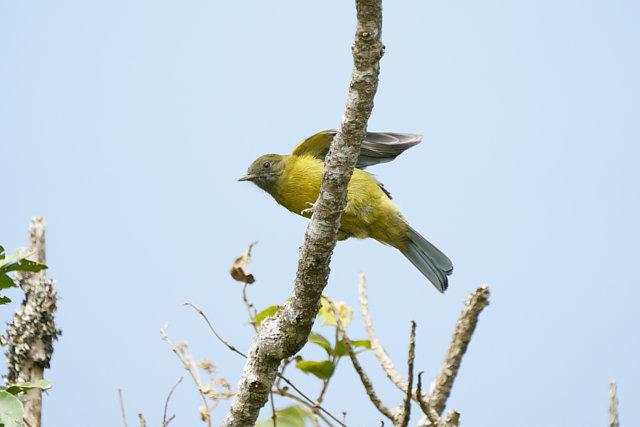 Foto saudade-de-asa-cinza (Lipaugus conditus) Por Regina Manzur | Wiki ...