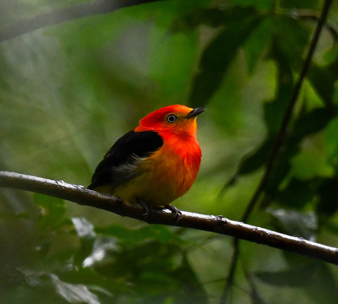 Foto uirapuru-laranja (Pipra fasciicauda) Por Marcos F. Moura | Wiki ...