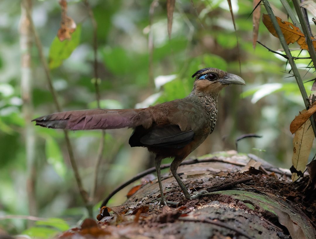 Foto jacu-estalo-escamoso (Neomorphus squamiger) Por Luis Morais ...