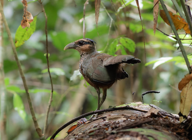 Foto jacu-estalo-escamoso (Neomorphus squamiger) Por Luis Morais ...