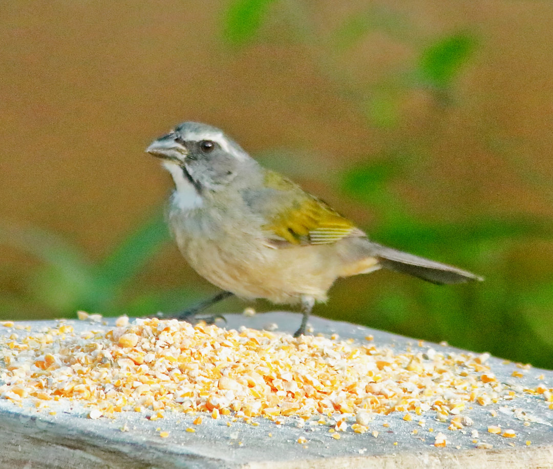 Foto trinca-ferro (Saltator similis) Por Ivo Zecchin | Wiki Aves - A ...