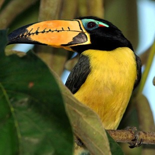 araçari-de-bico-riscado (Pteroglossus inscriptus) | WikiAves - A ...
