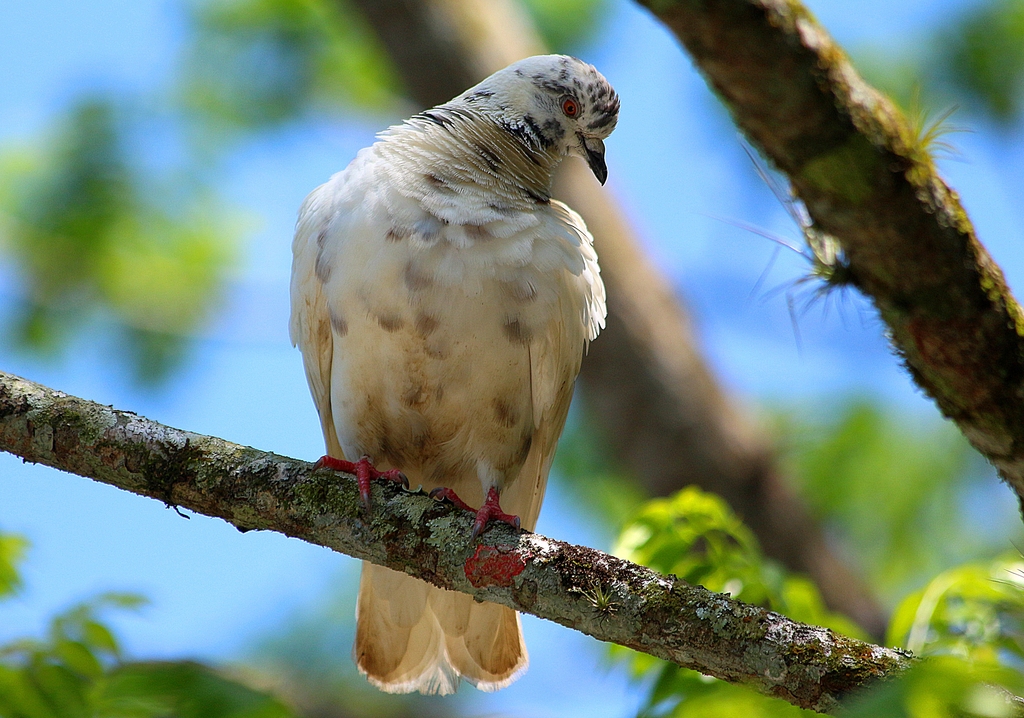 Foto pombo-doméstico (Columba livia) Por Leonardo Casadei | Wiki Aves ...
