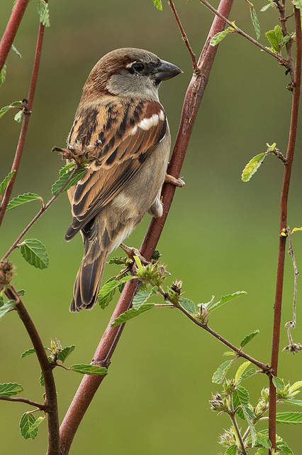 Foto pardal (Passer domesticus) Por Paulo Lahr | Wiki Aves - A ...
