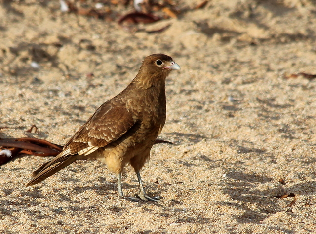 Foto chimango (Milvago chimango) Por Elby Silva | Wiki Aves - A ...