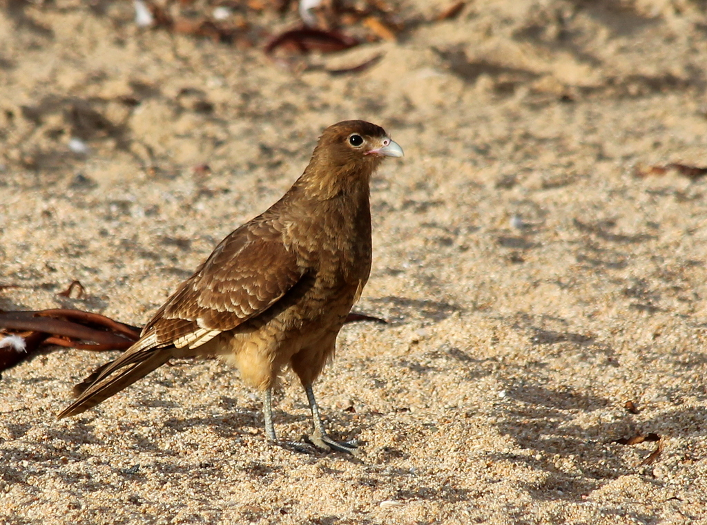 Foto chimango (Milvago chimango) Por Elby Silva | Wiki Aves - A ...