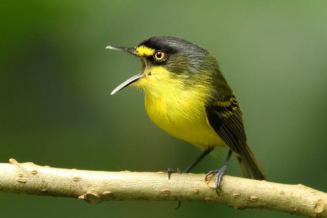 teque-teque (Todirostrum poliocephalum) | WikiAves - A Enciclopédia das ...