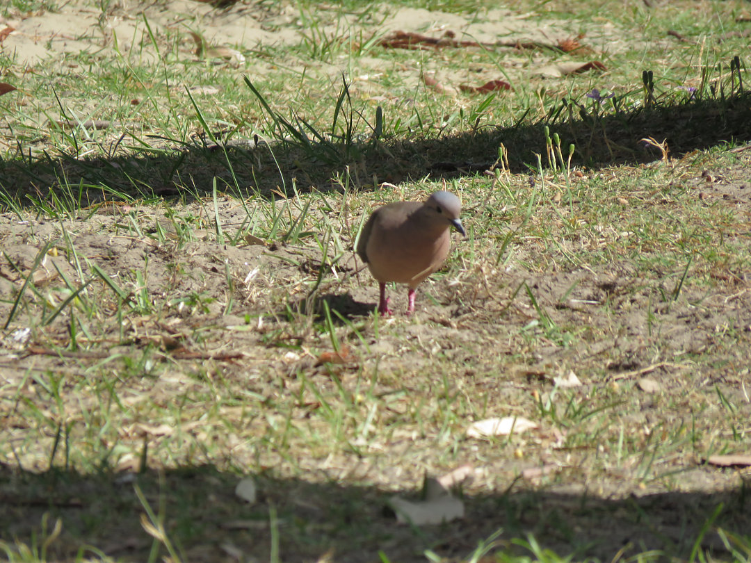 Foto avoante (Zenaida auriculata) Por Bruna P. Santos | Wiki Aves - A ...